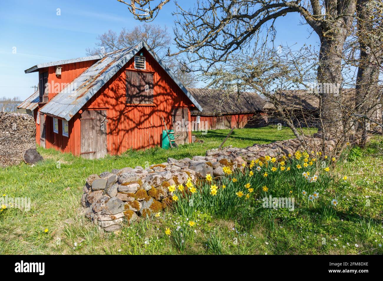Old farm houses with blooming Daffodil flowers in the garden in early ...