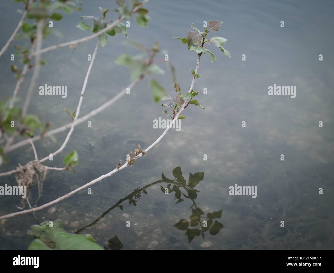 Selective focus shot of branches over the water Stock Photo - Alamy