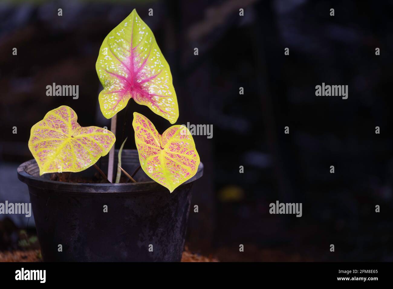 A type of caladium with yellow leaves. Caladium is an ornamental plant ...