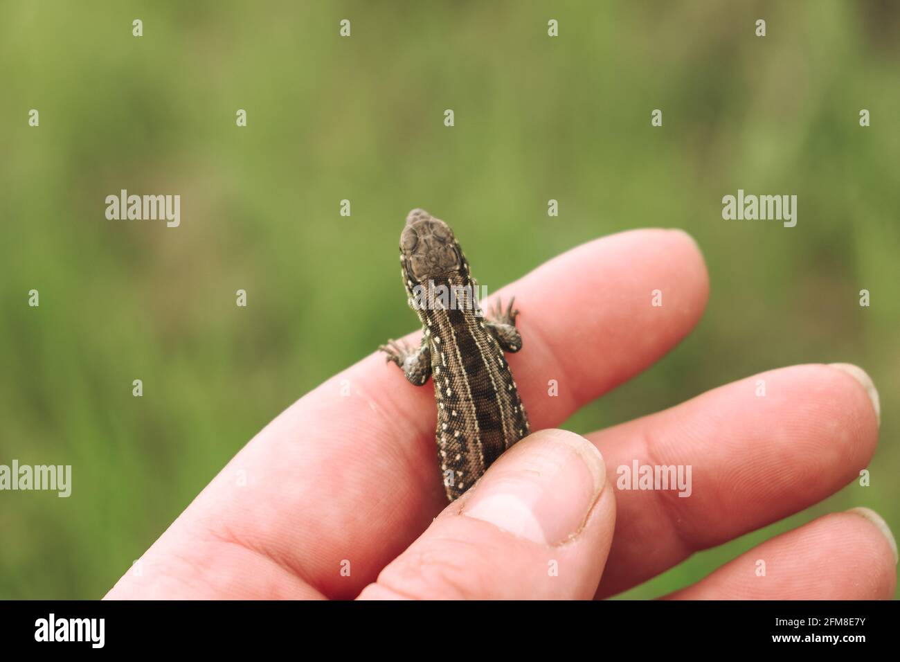 Small lizard in hand. Human and nature. The child touches the lizard ...
