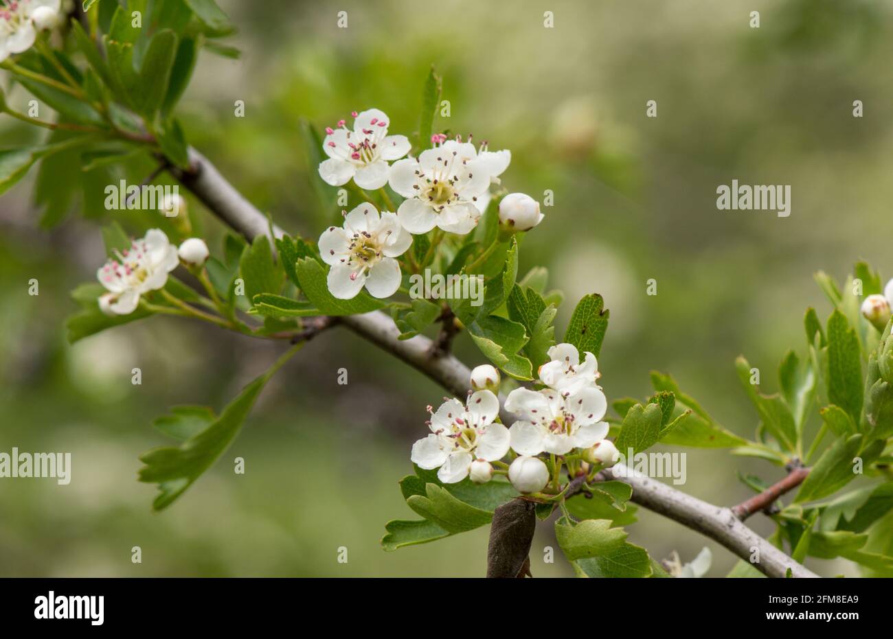 Hawthorns in spring hi-res stock photography and images - Alamy