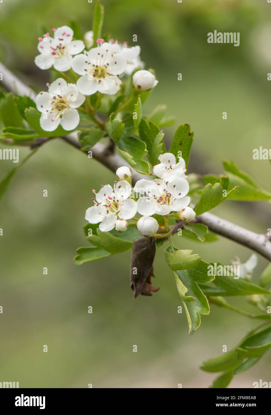 Hawthorns in spring hi-res stock photography and images - Alamy