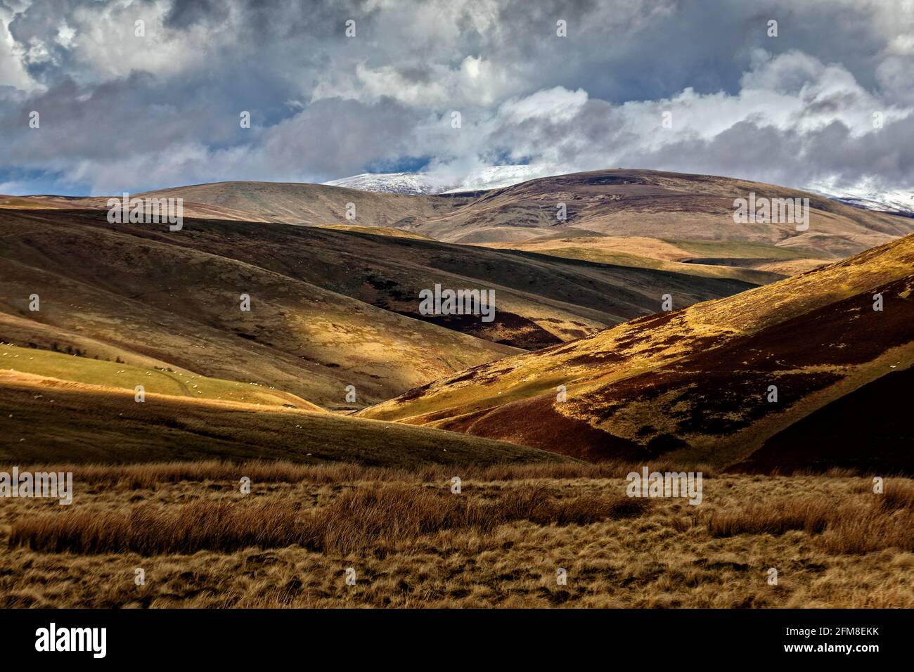 Cheviot hills 2fm8ekk hi-res stock photography and images - Alamy