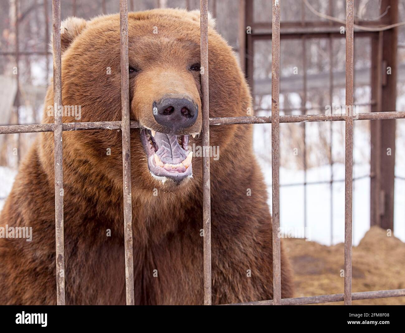 brown bear in a cage in Kamchatka Stock Photo - Alamy