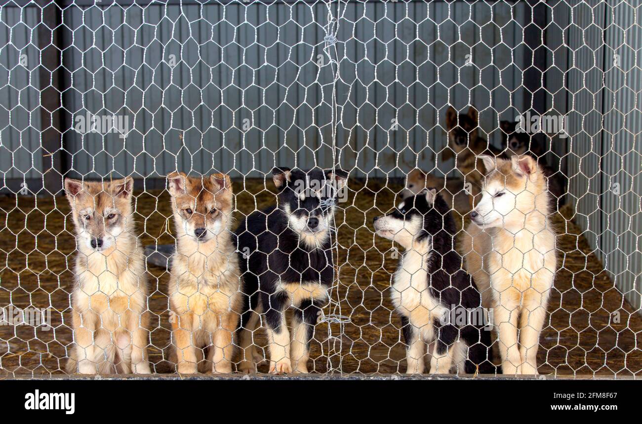Husky puppies in the dog kennel Stock Photo - Alamy