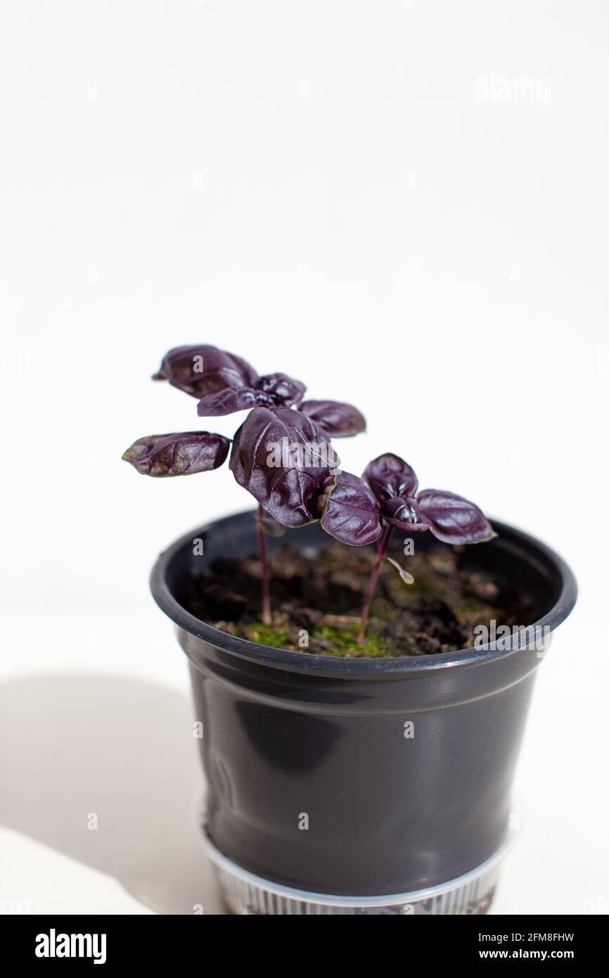 Seedlings basilica hi-res stock photography and images - Alamy