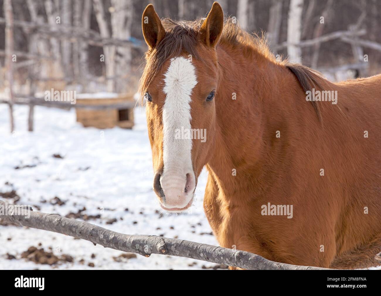 red horse on a farm in winter Stock Photo - Alamy
