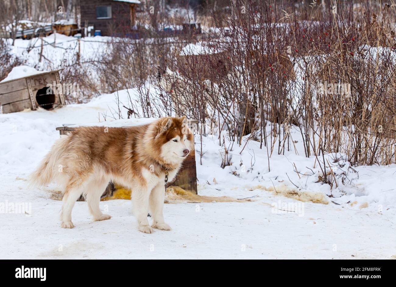 Red malamute hi-res stock photography and images - Alamy