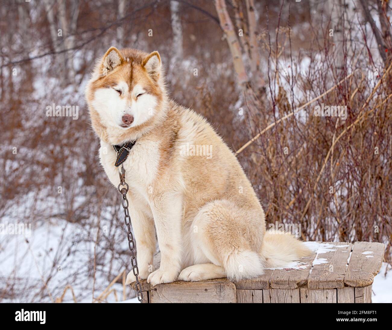 red Malamute in nursery for dogs in winter Stock Photo - Alamy