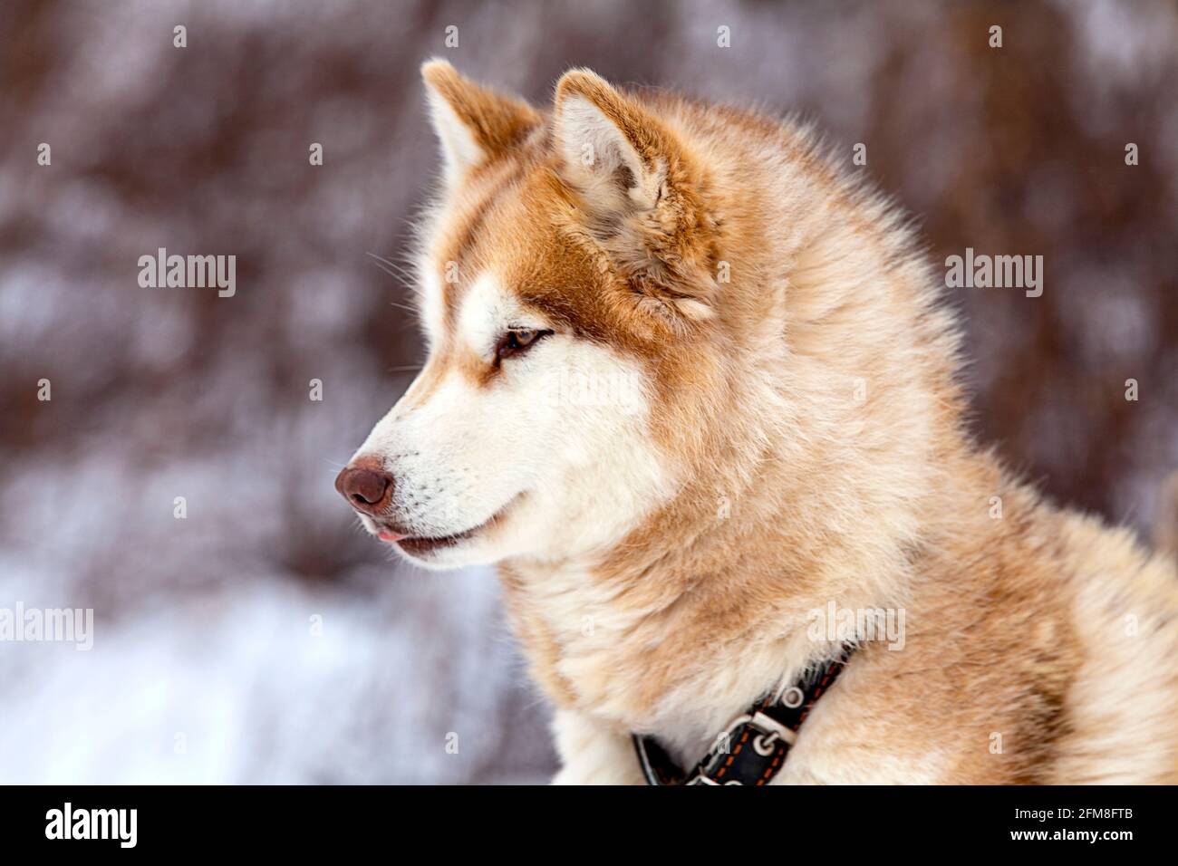 red Malamute in nursery for dogs in winter Stock Photo - Alamy