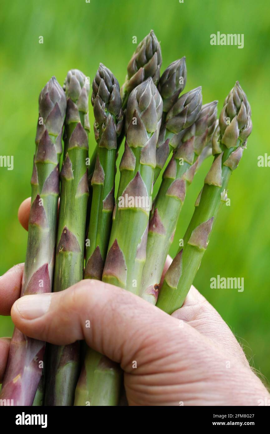 Farmer picking veg hi-res stock photography and images - Alamy