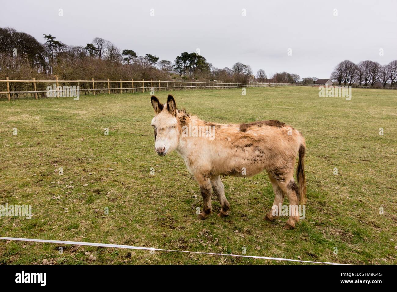 Donkey in smallholding , Minchinhampton Common, Gloucestershire Stock ...