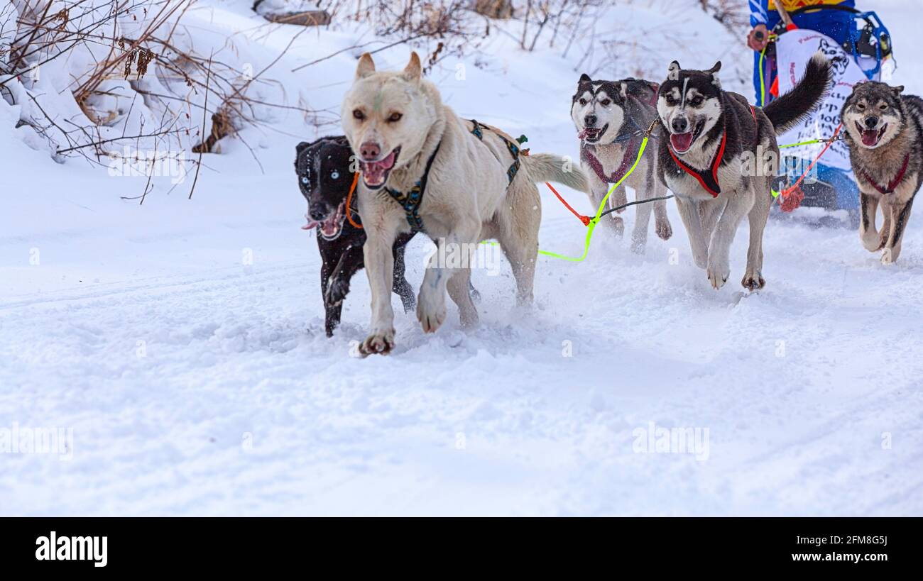 Pulling competitions hi-res stock photography and images - Alamy