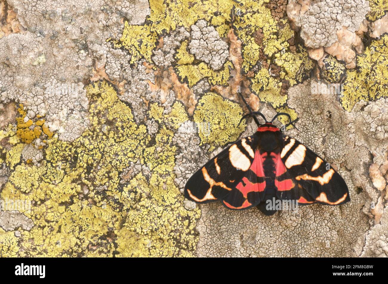 The Scarlet Tiger Moth Arctia Festiva, Formerly Panaxia Dominula Stock ...