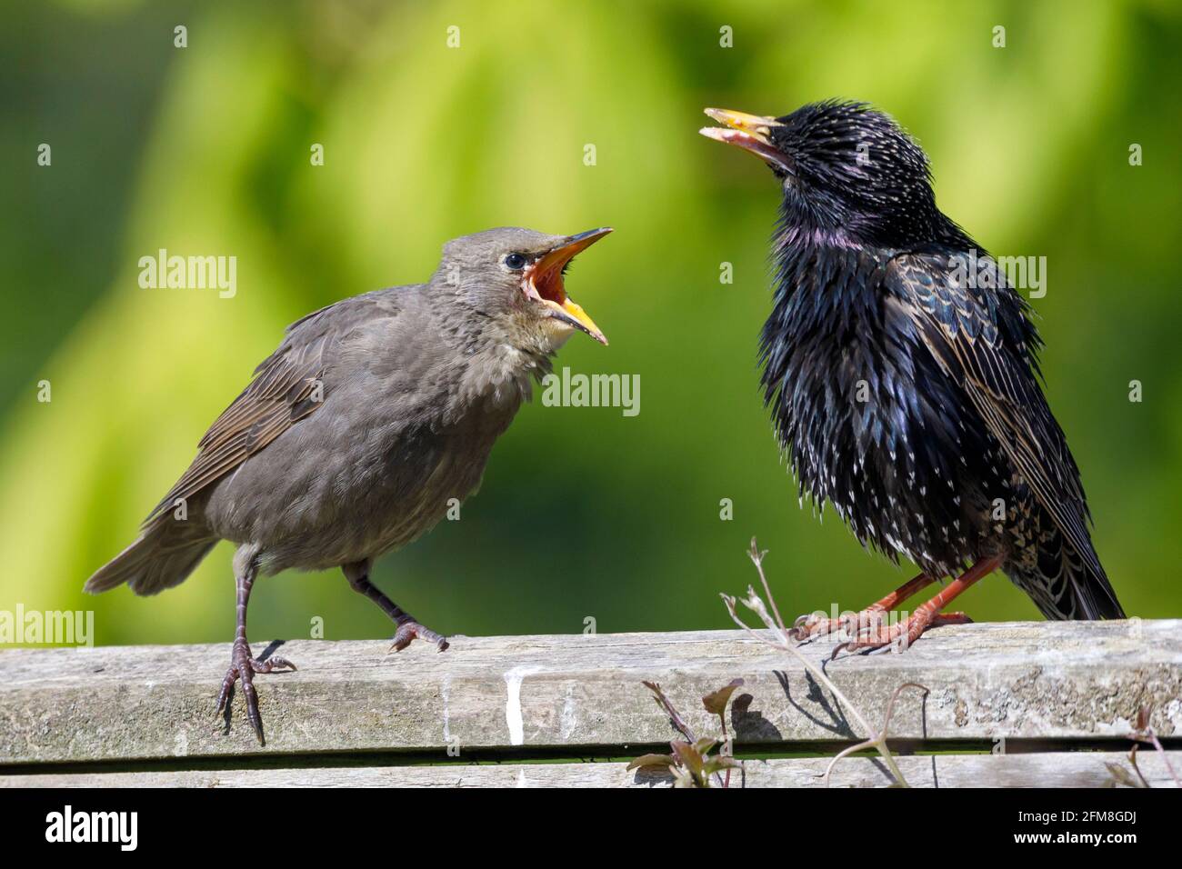 A fledgling Common Starling (Sturnus vulgaris) begs for food this ...