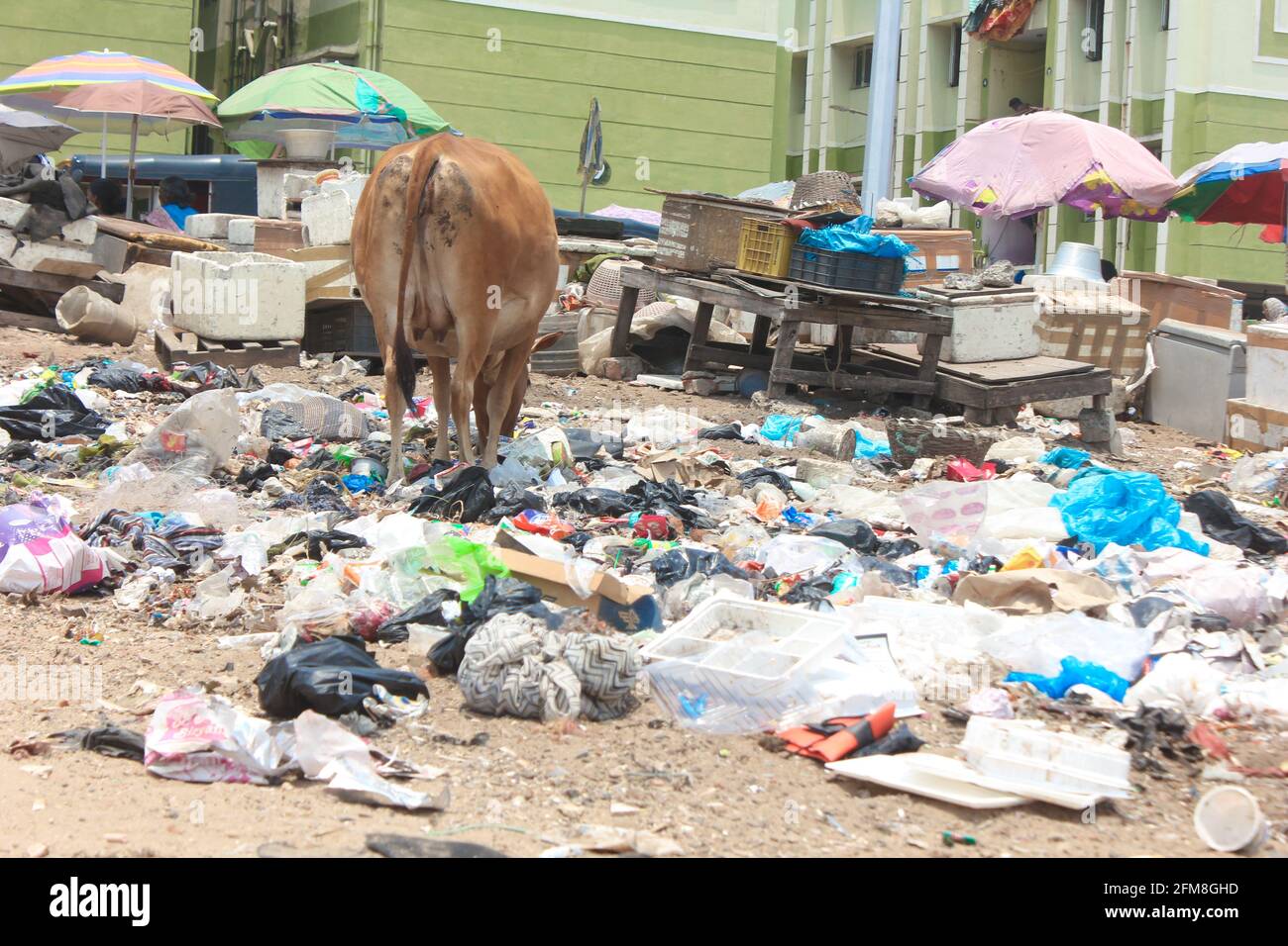 Cow eating garbage in India Stock Photo - Alamy