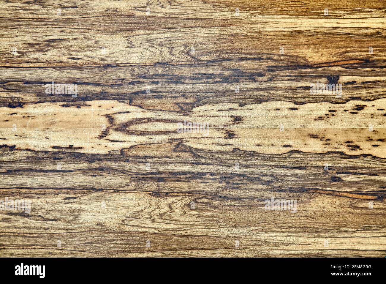 Texture of elegant contemporary Black Ofram natural veneer with ...