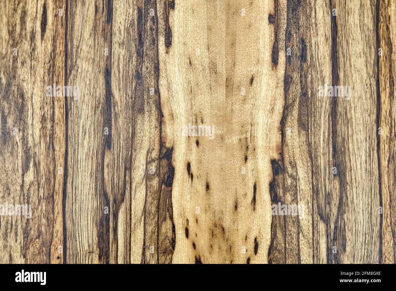 Texture of elegant contemporary Black Ofram natural veneer with ...