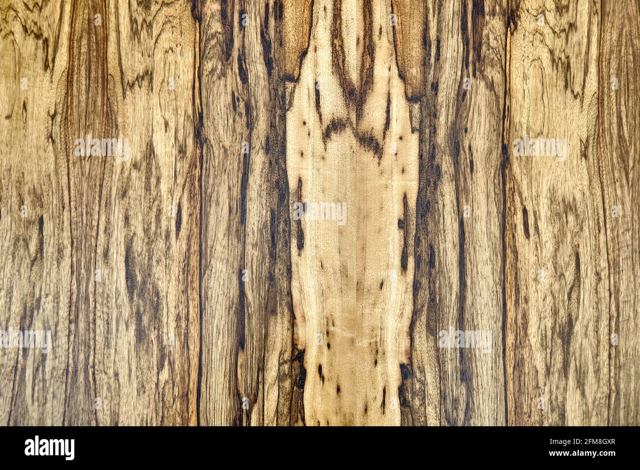 Texture of elegant contemporary Black Ofram natural veneer with ...