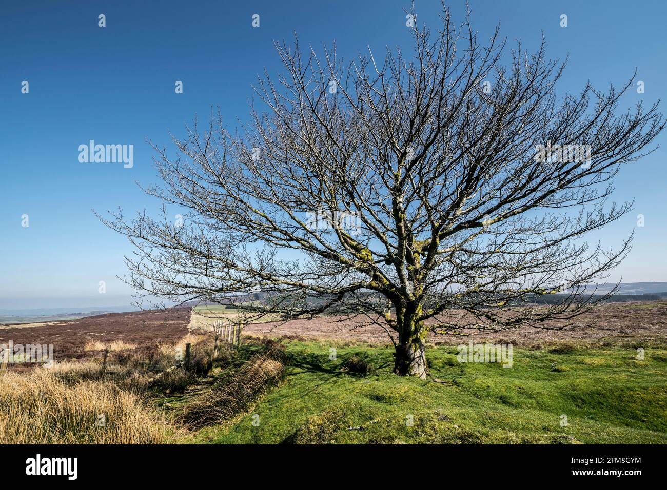 Plas pren hi-res stock photography and images - Alamy