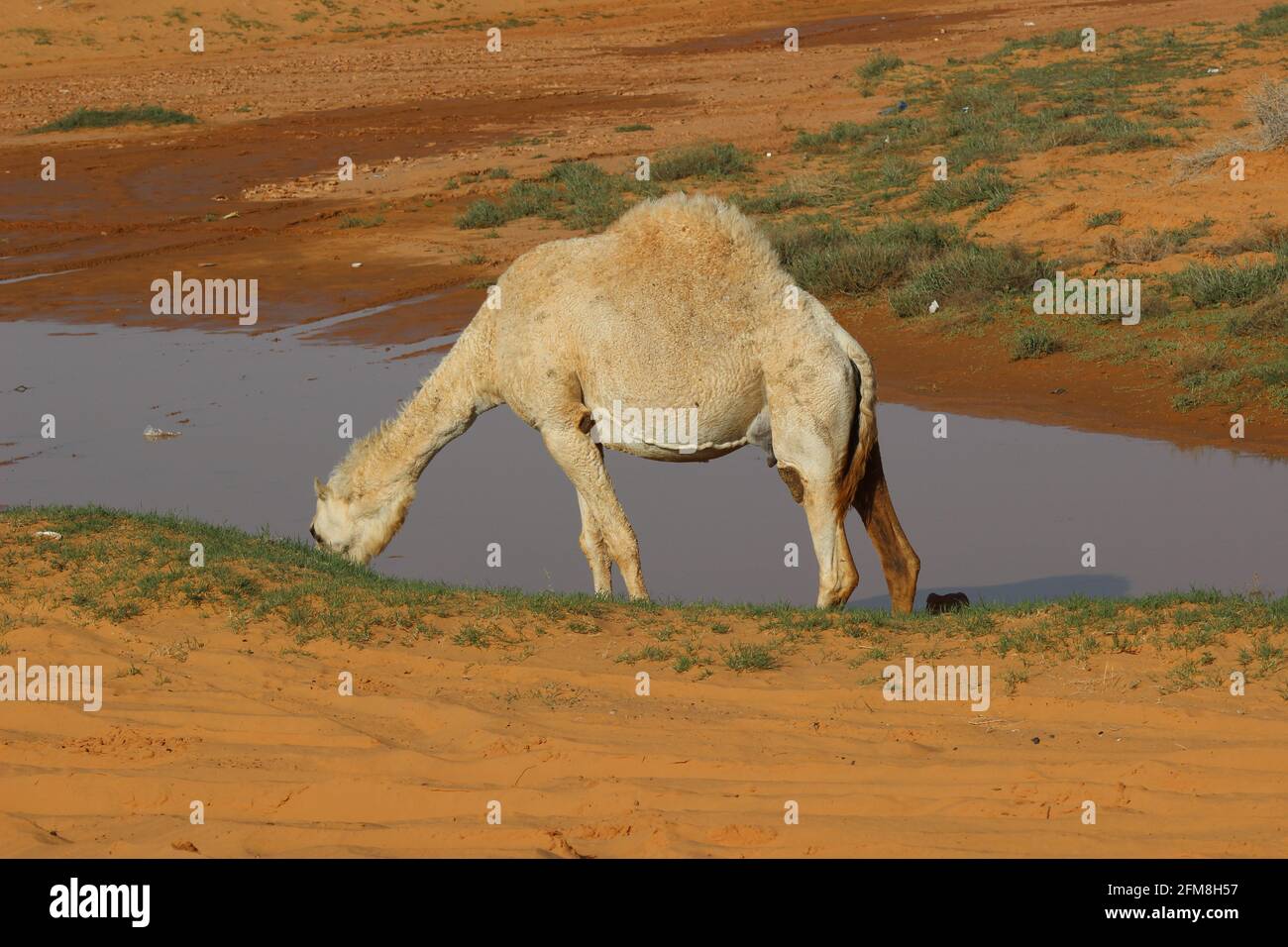 Female camel hi-res stock photography and images - Alamy