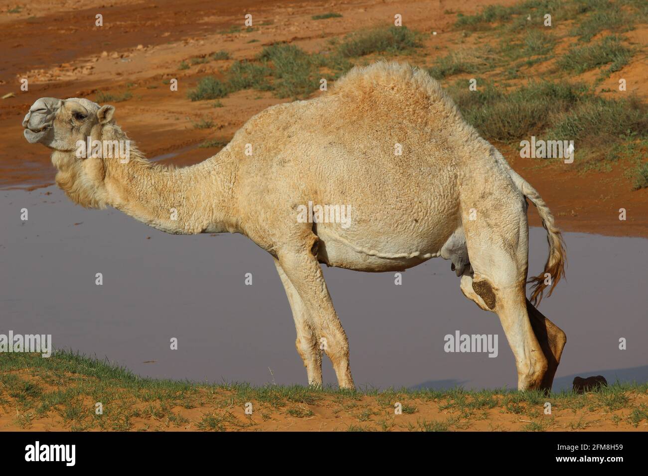Female camel hi-res stock photography and images - Alamy