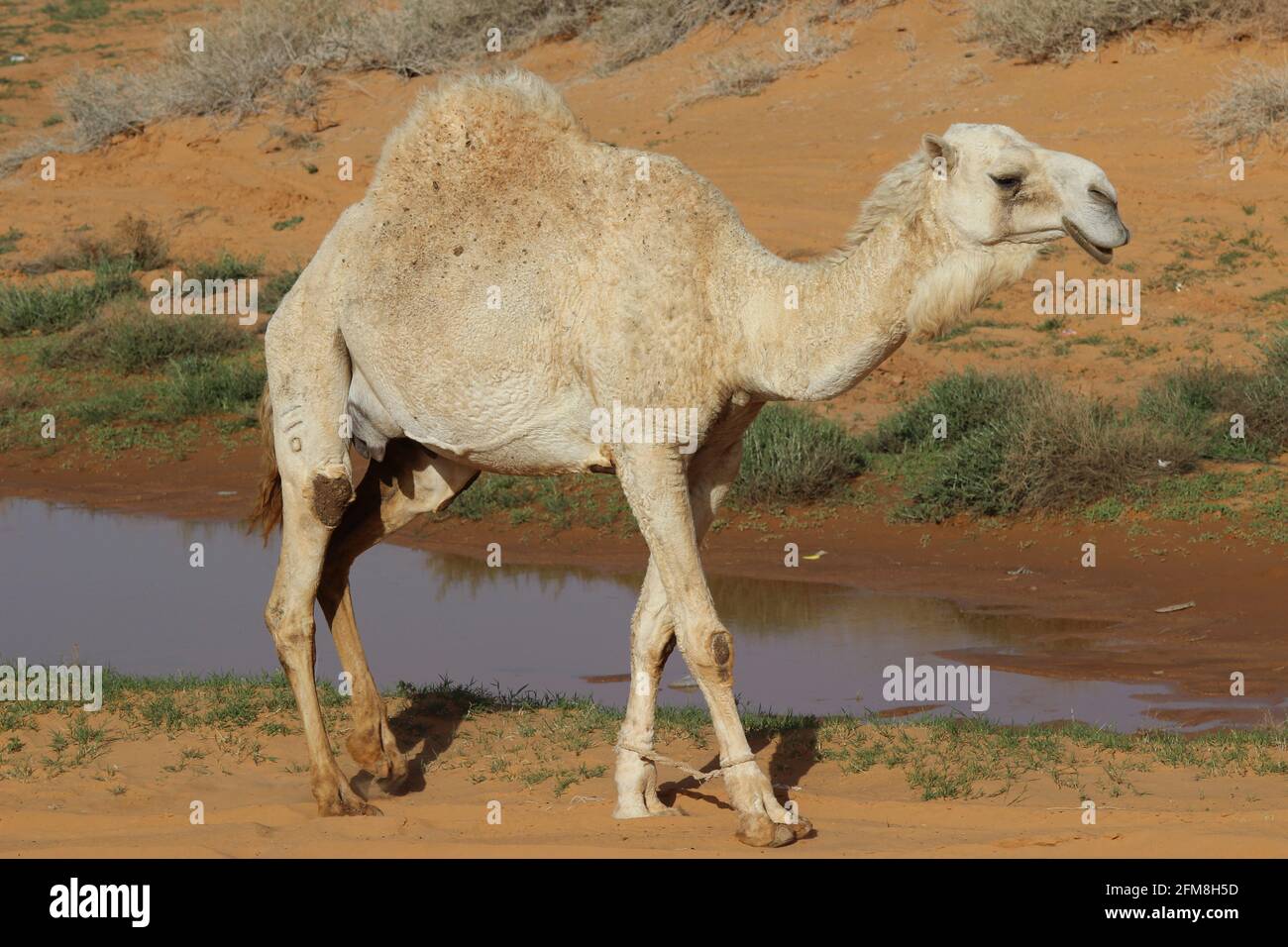 Female camel hi-res stock photography and images - Alamy