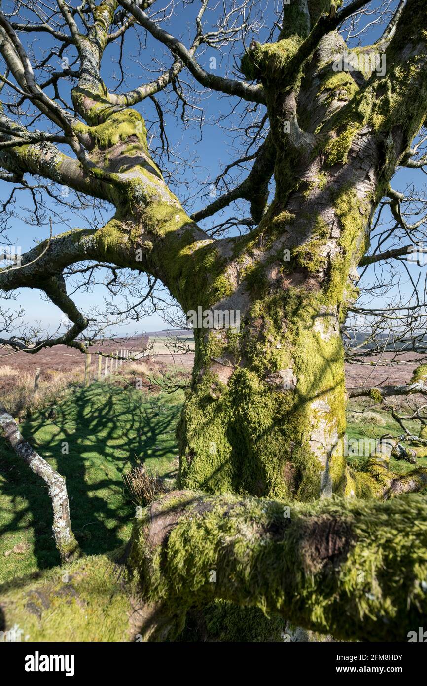 Denbigh moorland hi-res stock photography and images - Alamy