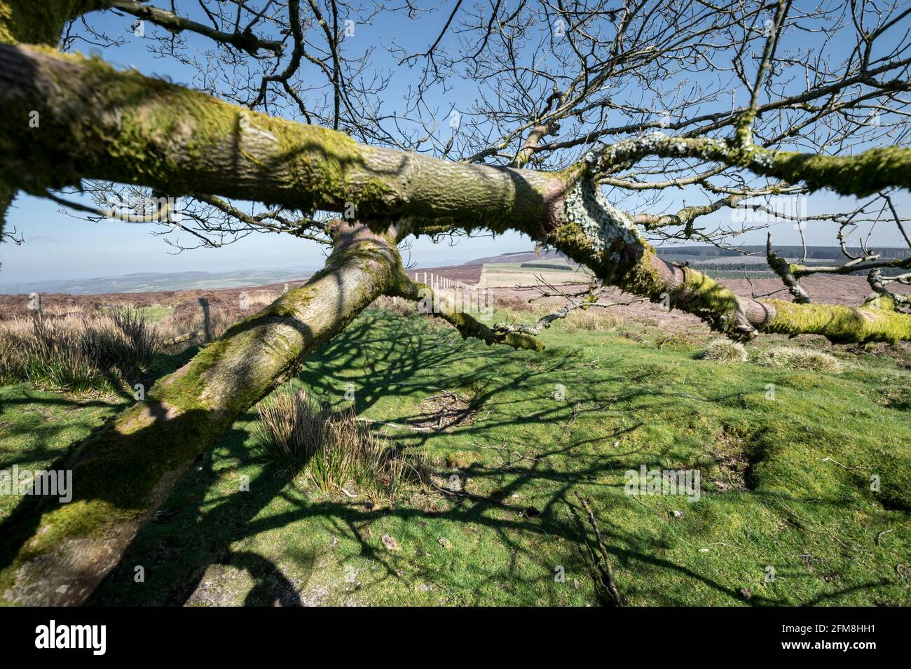 The shooting grounds and a lone tree at the derelict shooting mansion ...