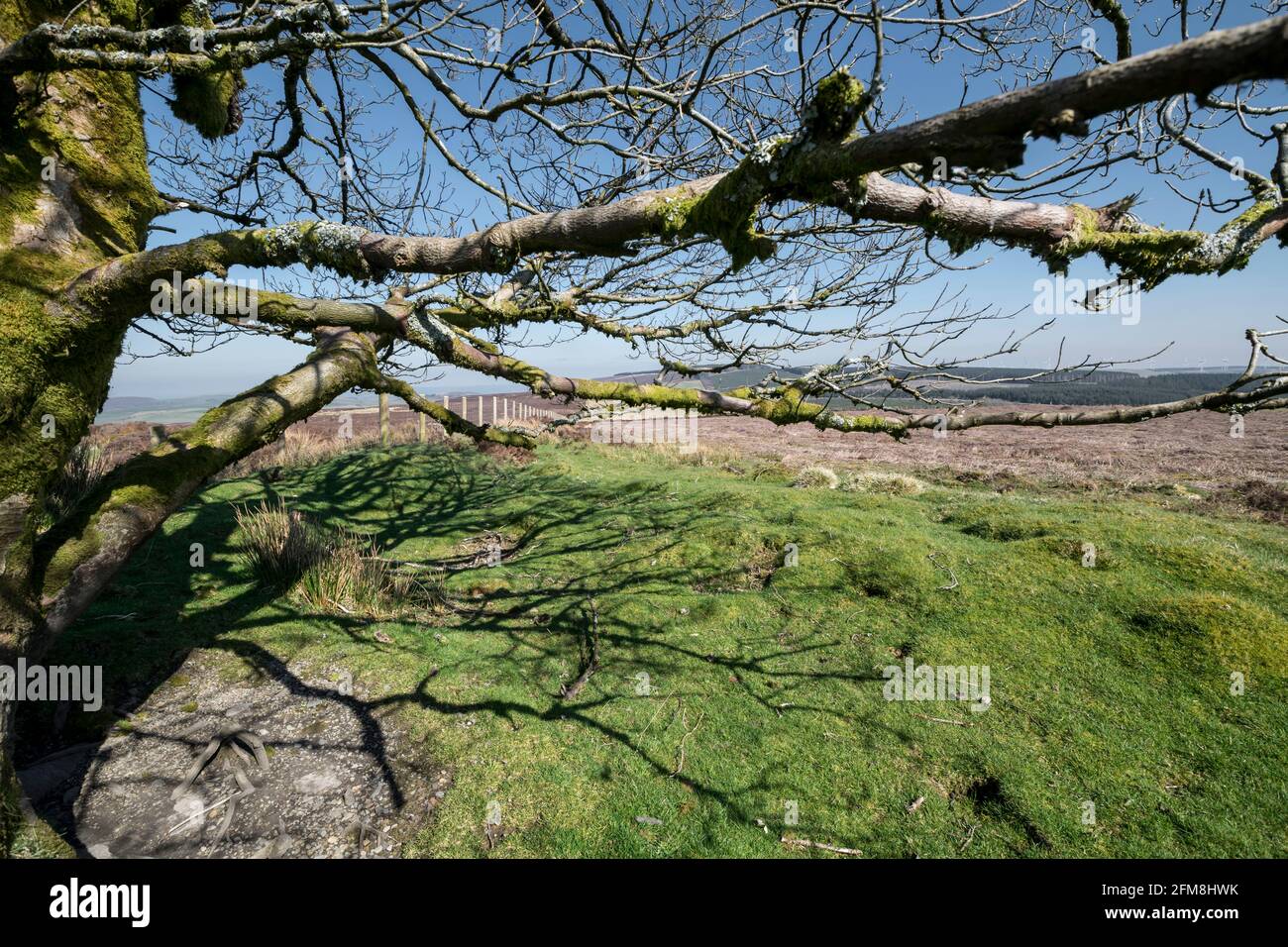 The shooting grounds and a lone tree at the derelict shooting mansion ...