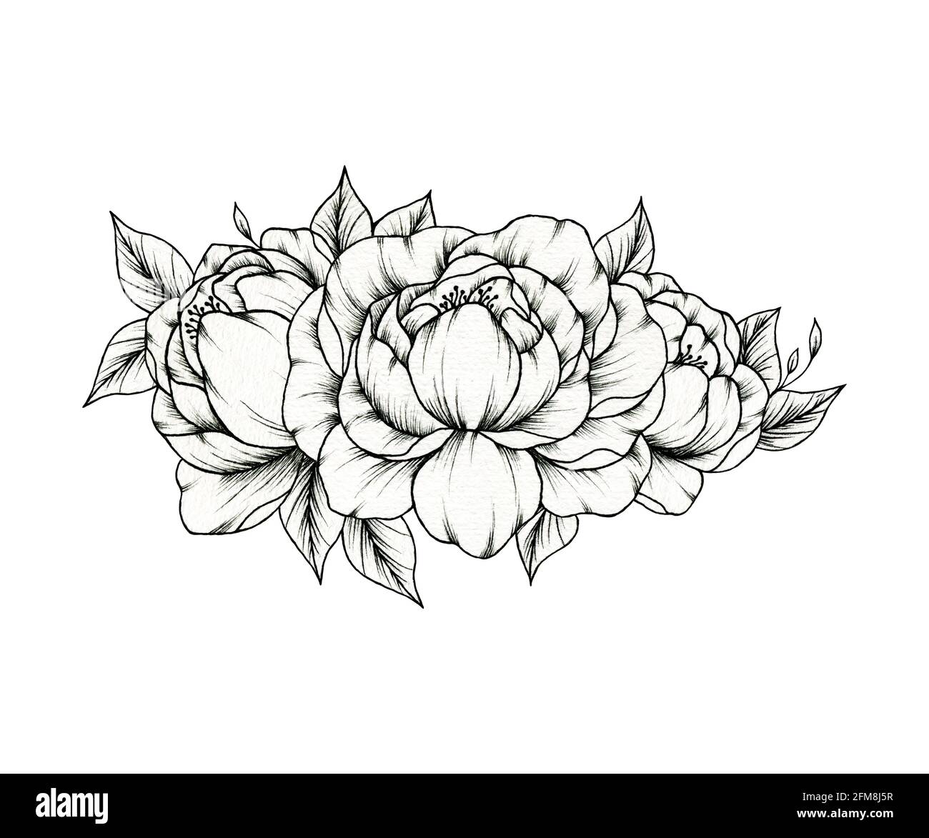 Hand drawn peony flower bouquet isolated on white, spring line art ...