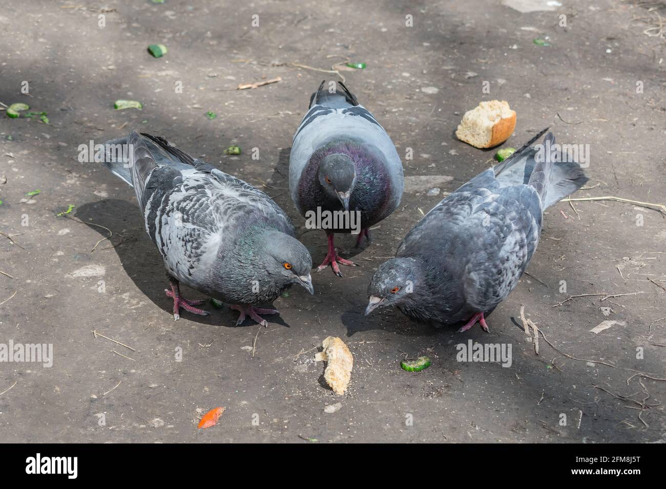 Carrier pigeon in flight close up hi-res stock photography and images ...