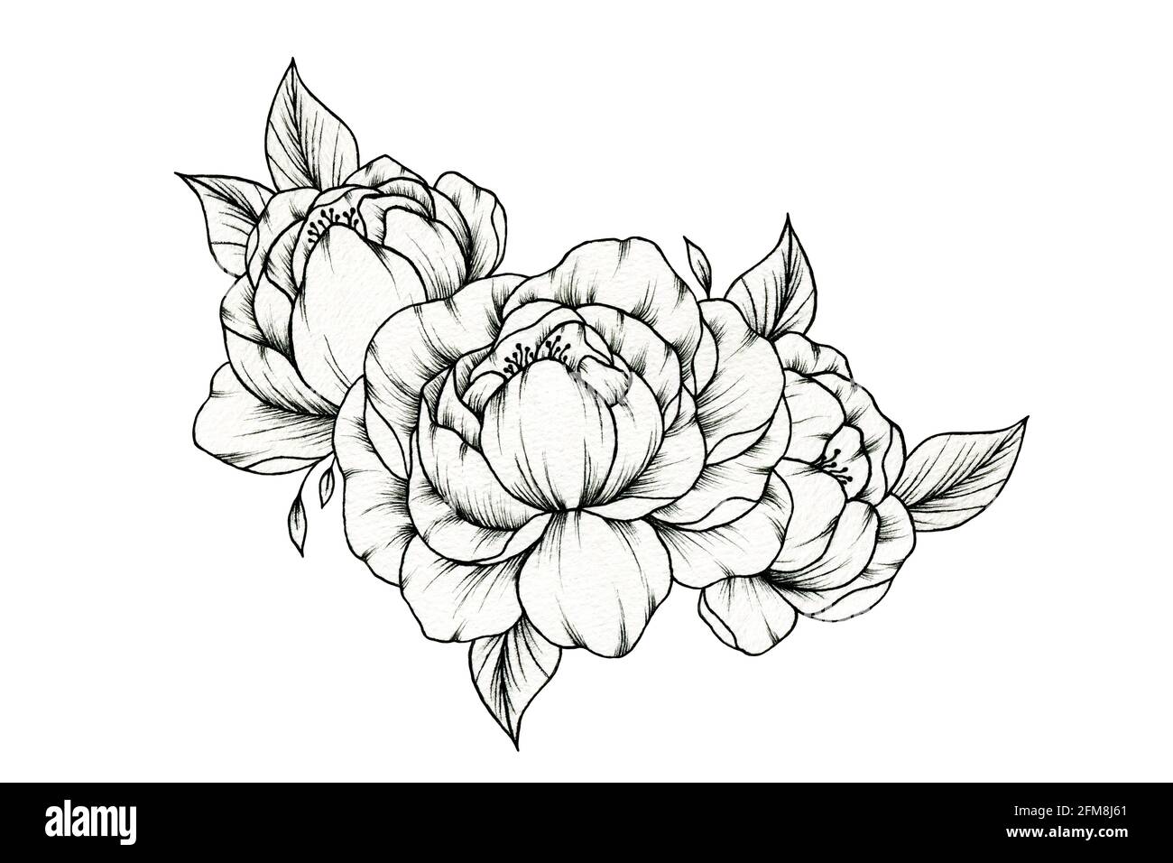 Peony Flower Design