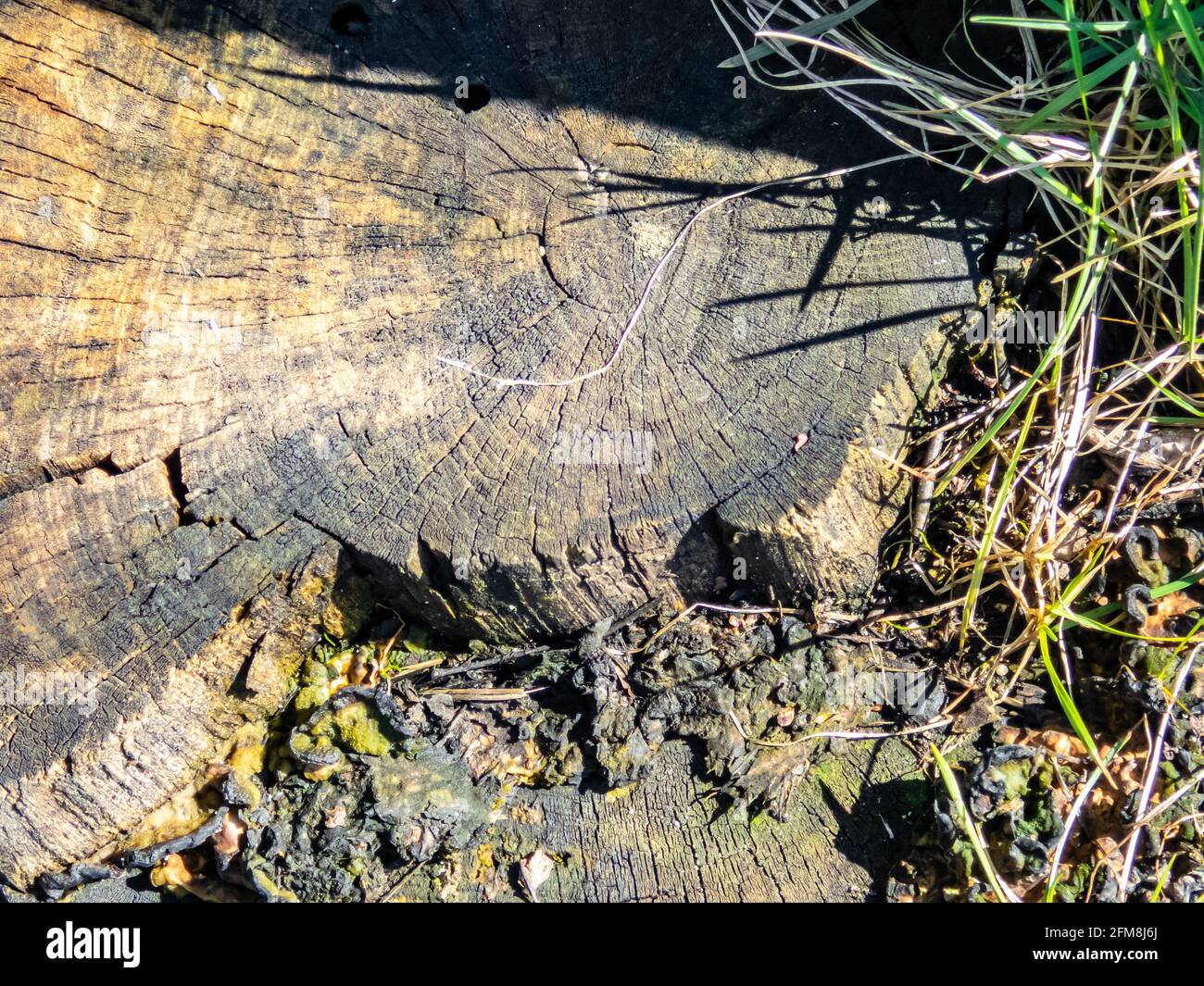 Tree stump in a forest Stock Photo - Alamy