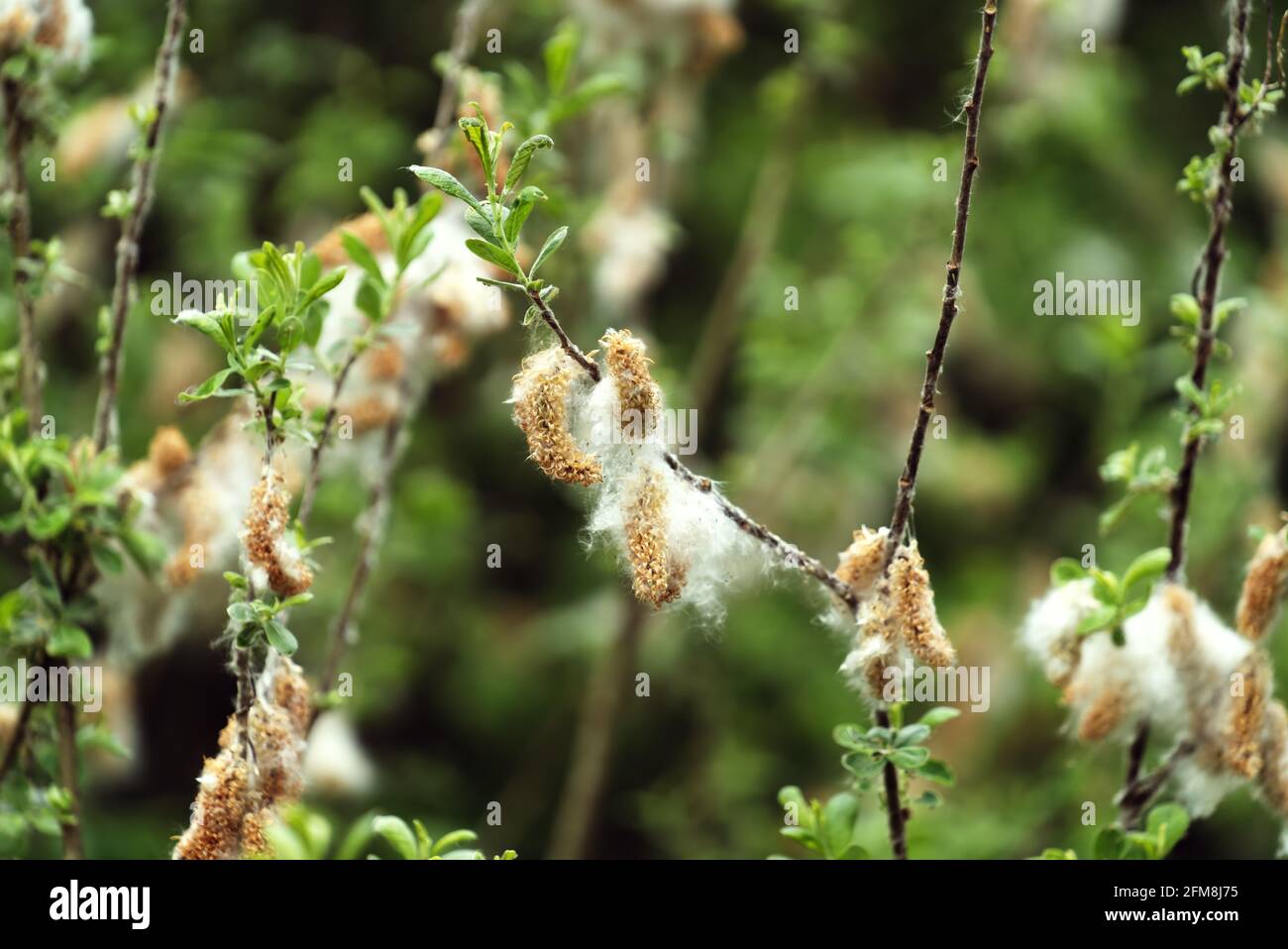 Selective focus shot of willows Stock Photo - Alamy