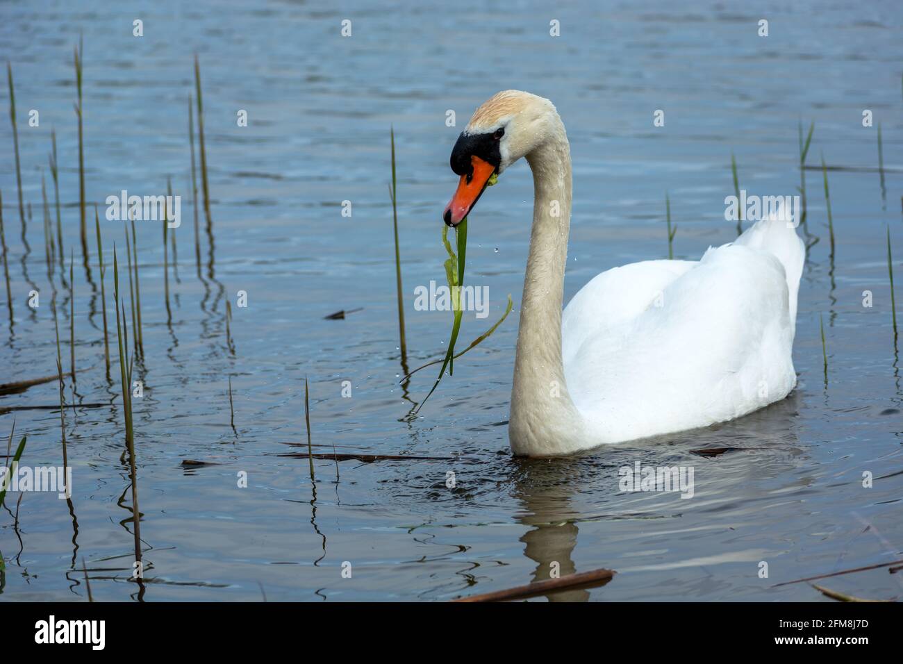 Floating swan hi-res stock photography and images - Alamy