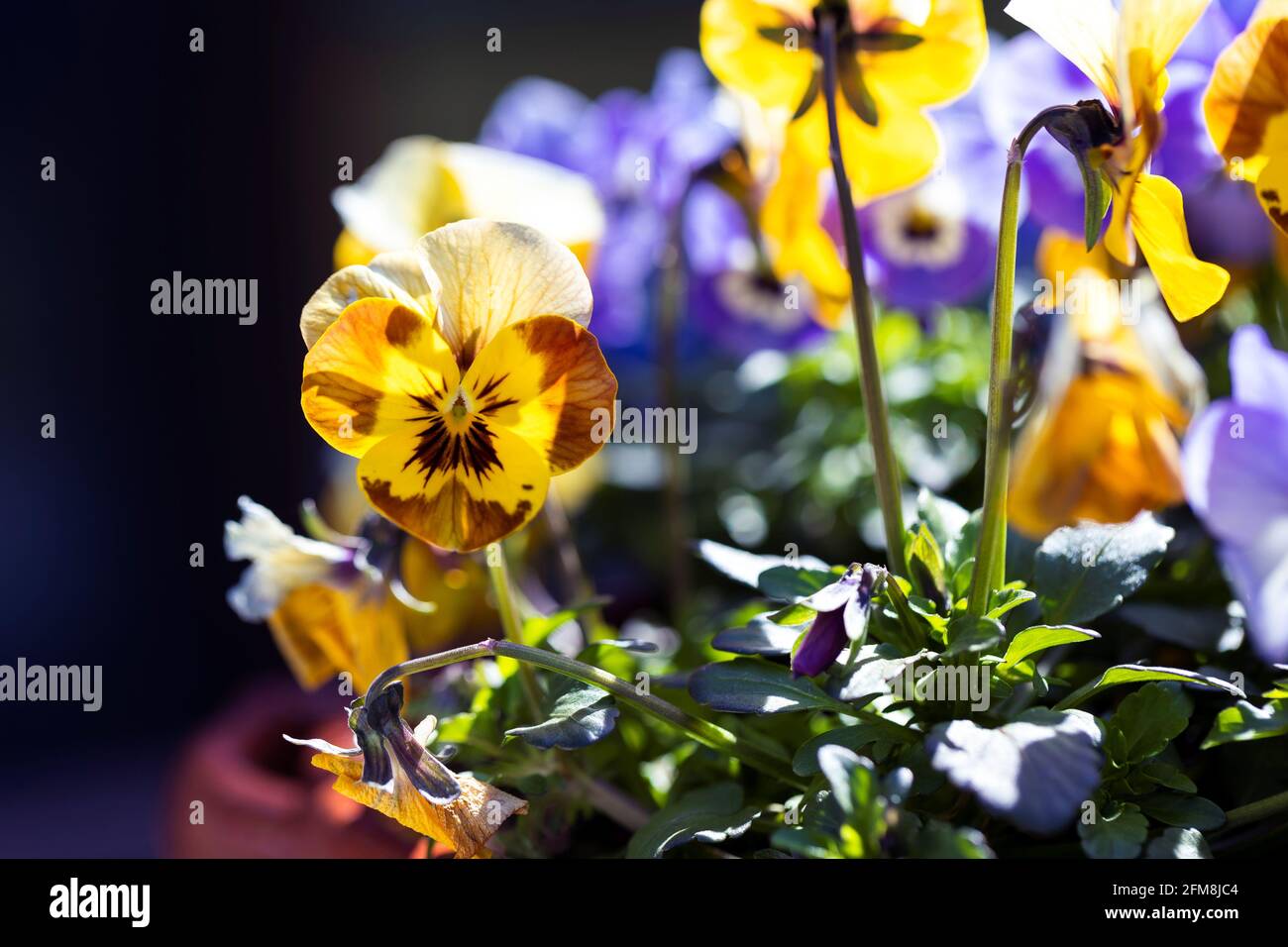 Violas in plant pot hi-res stock photography and images - Alamy