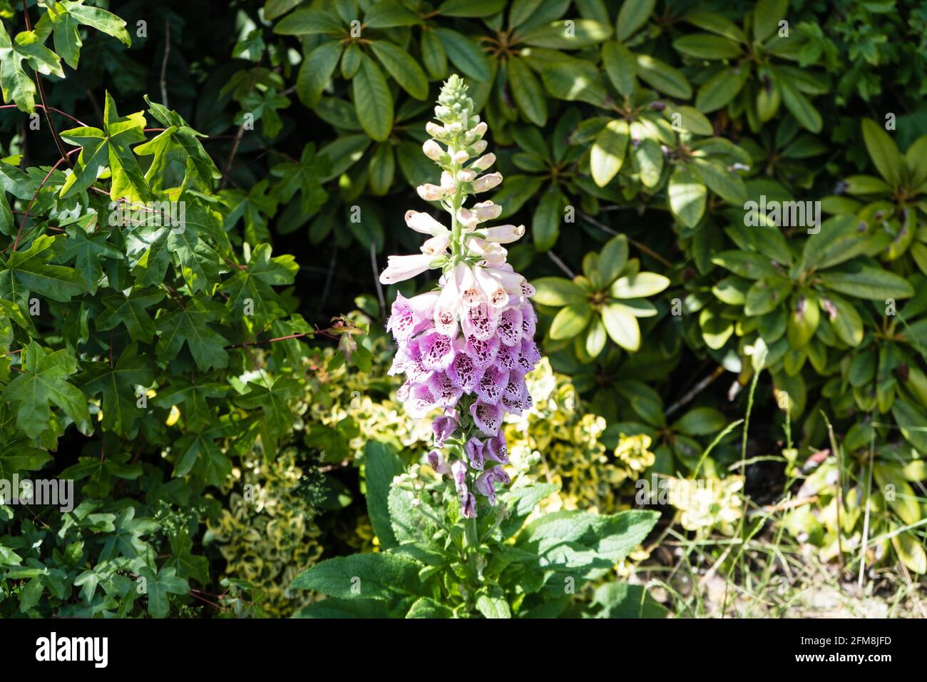 the beautiful but toxic pink digitalis plant Stock Photo - Alamy