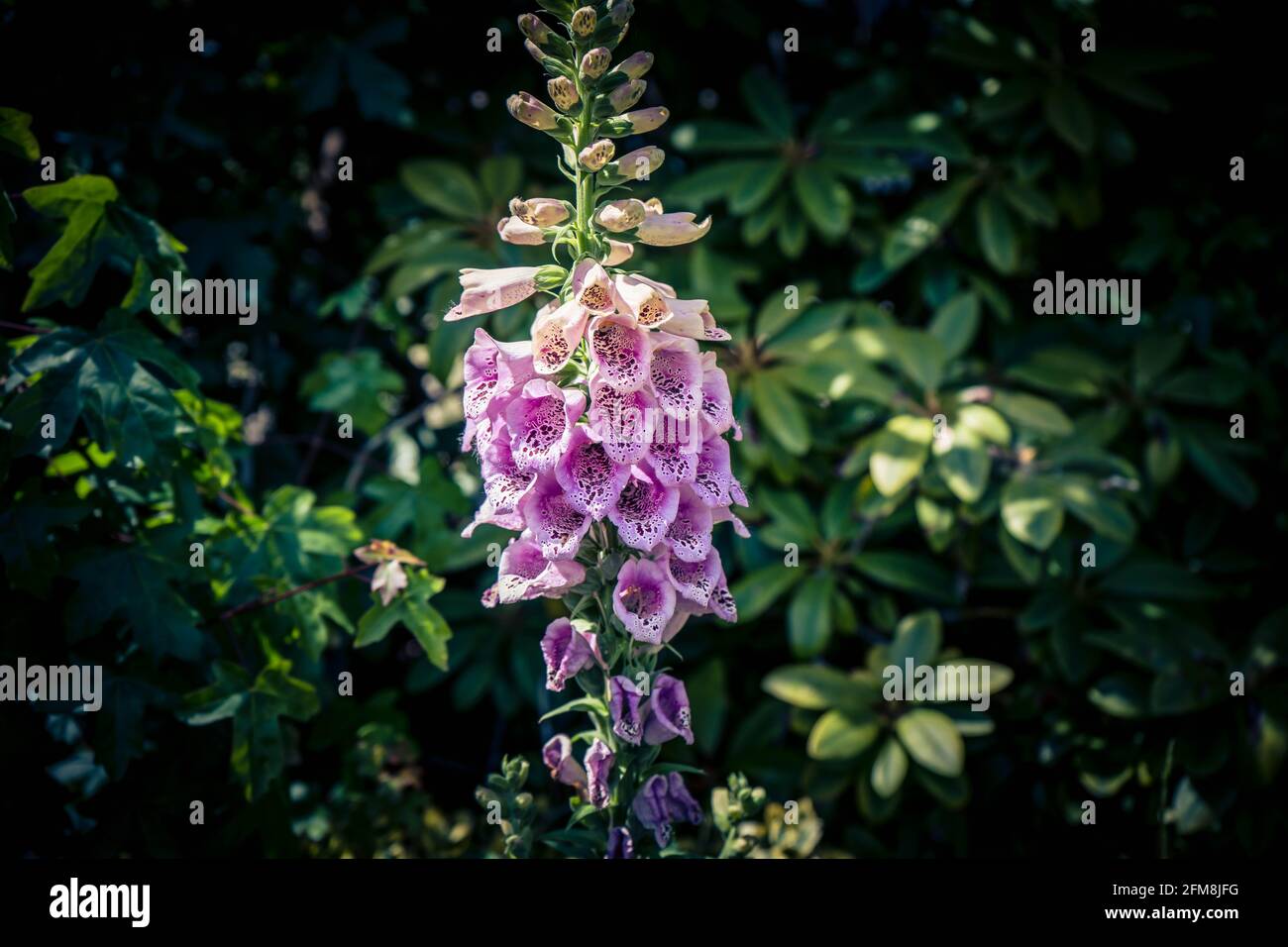 the beautiful but toxic pink digitalis plant Stock Photo - Alamy
