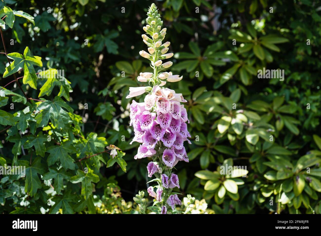 the beautiful but toxic pink digitalis plant Stock Photo - Alamy