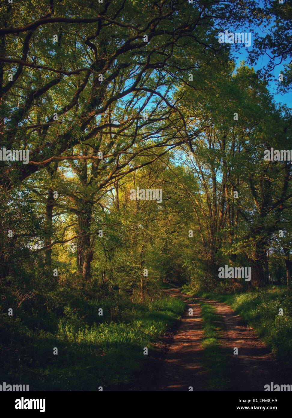 Vertical shot of a path in a sunny forest Stock Photo - Alamy