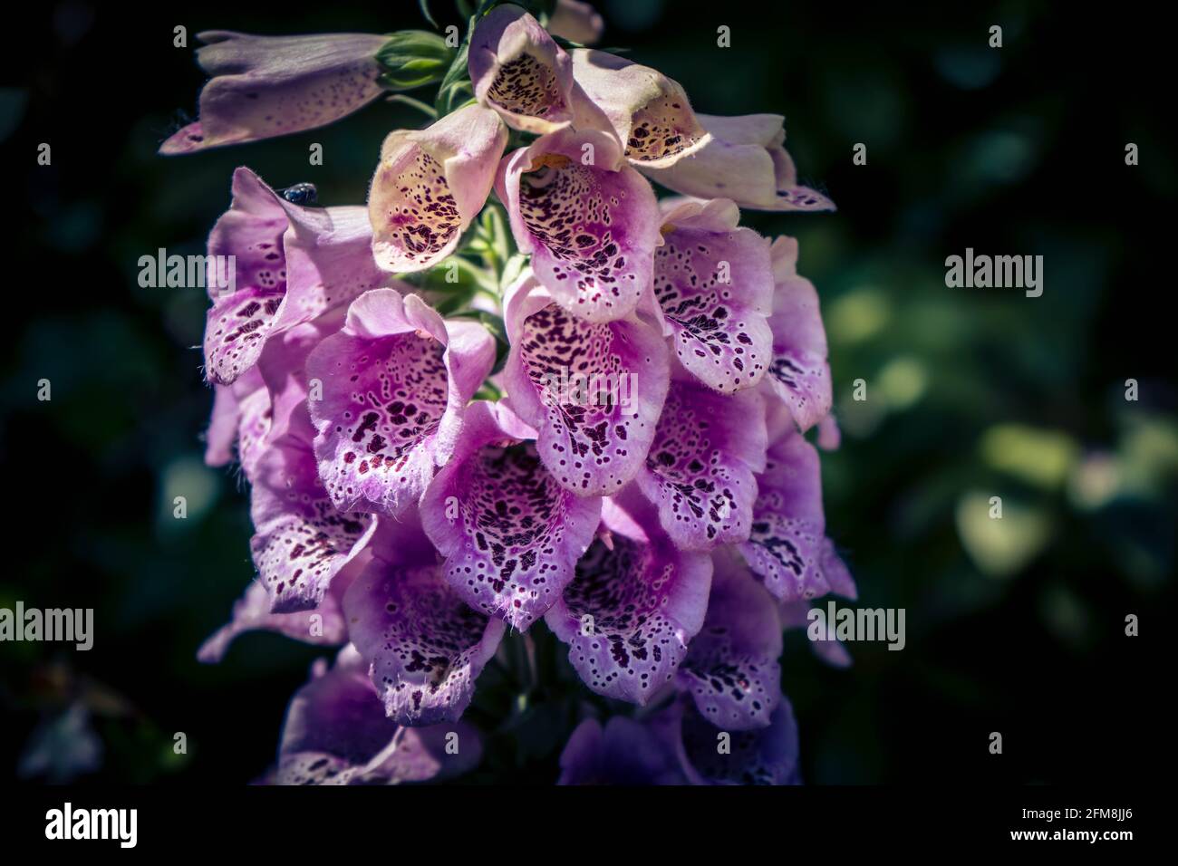 the beautiful but toxic pink digitalis plant Stock Photo - Alamy