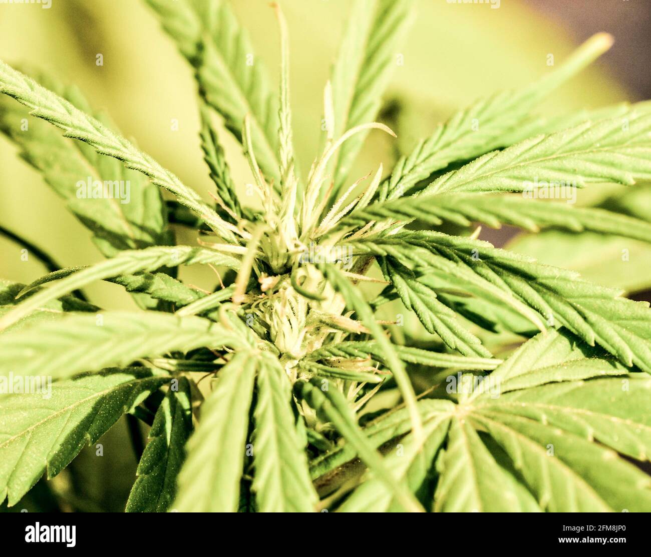 Closeup shot of Cannabis sativa plant leaves in sunlight Stock Photo ...