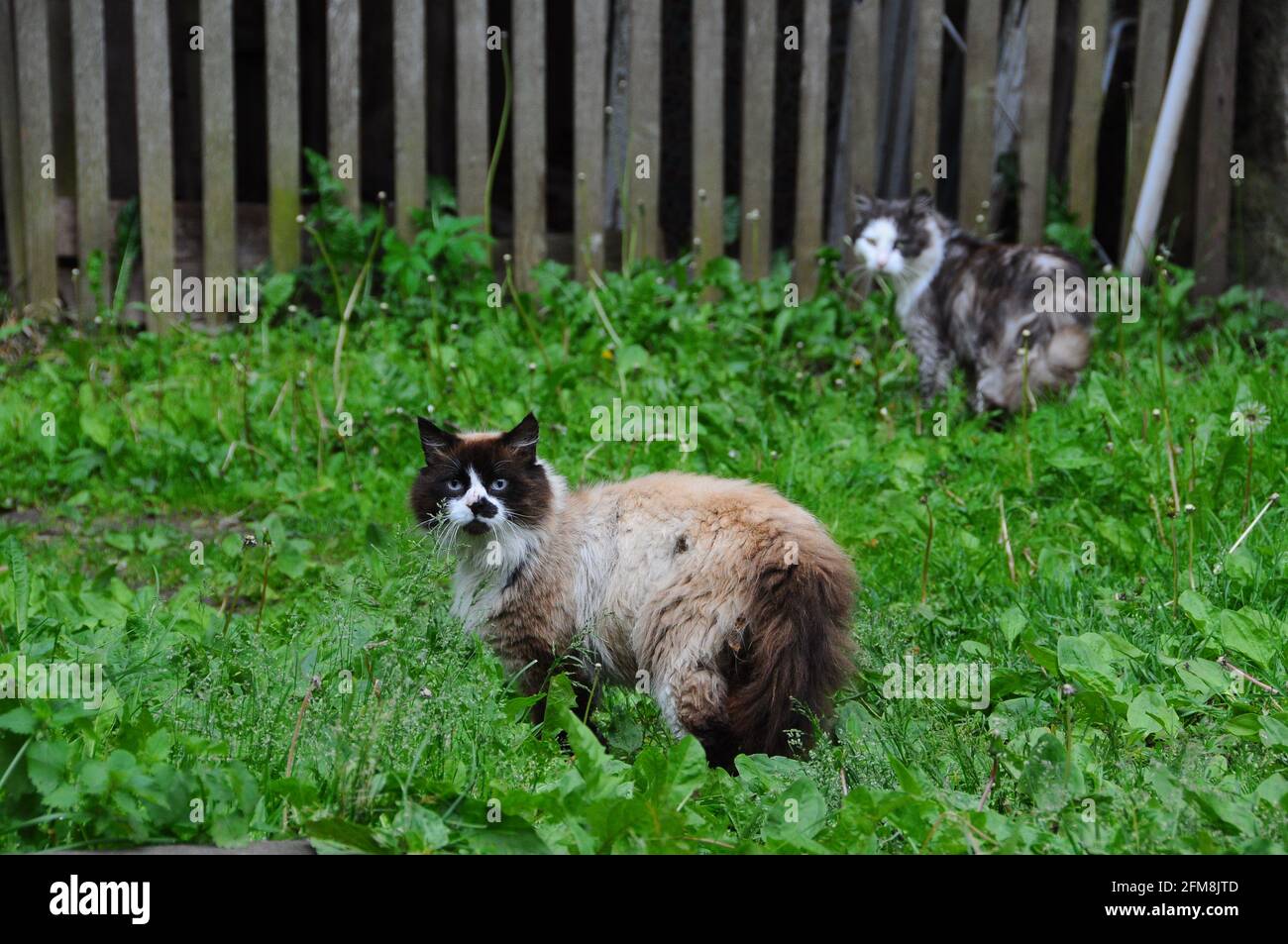Country cats hi-res stock photography and images - Alamy