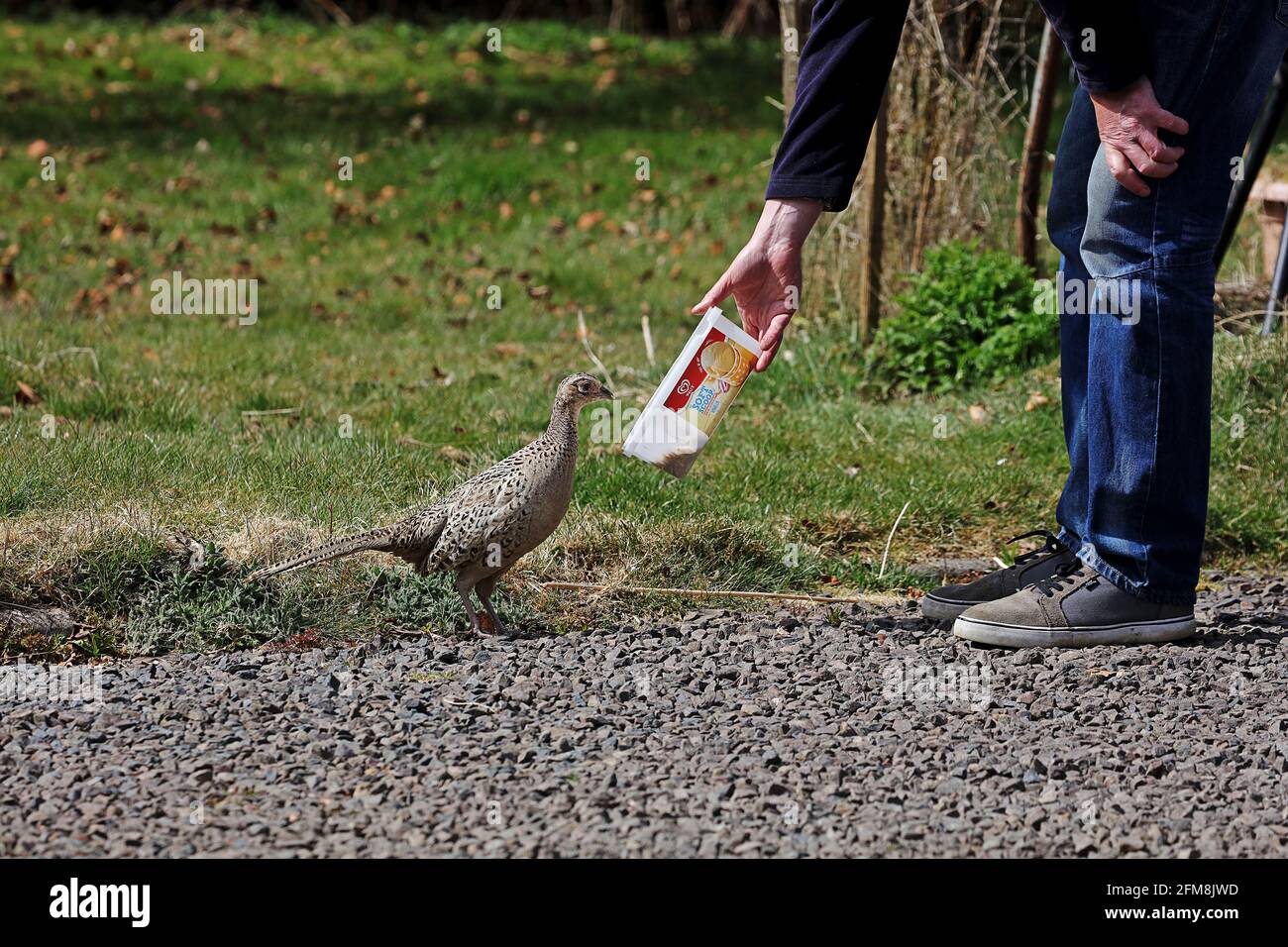Hand Fed High Resolution Stock Photography and Images - Alamy