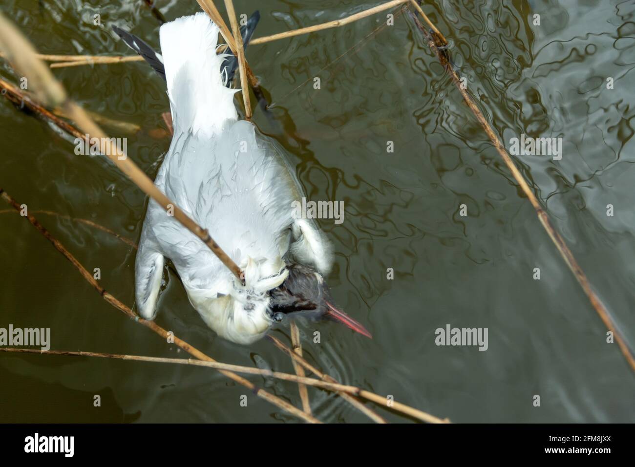Dead body water hi-res stock photography and images - Alamy