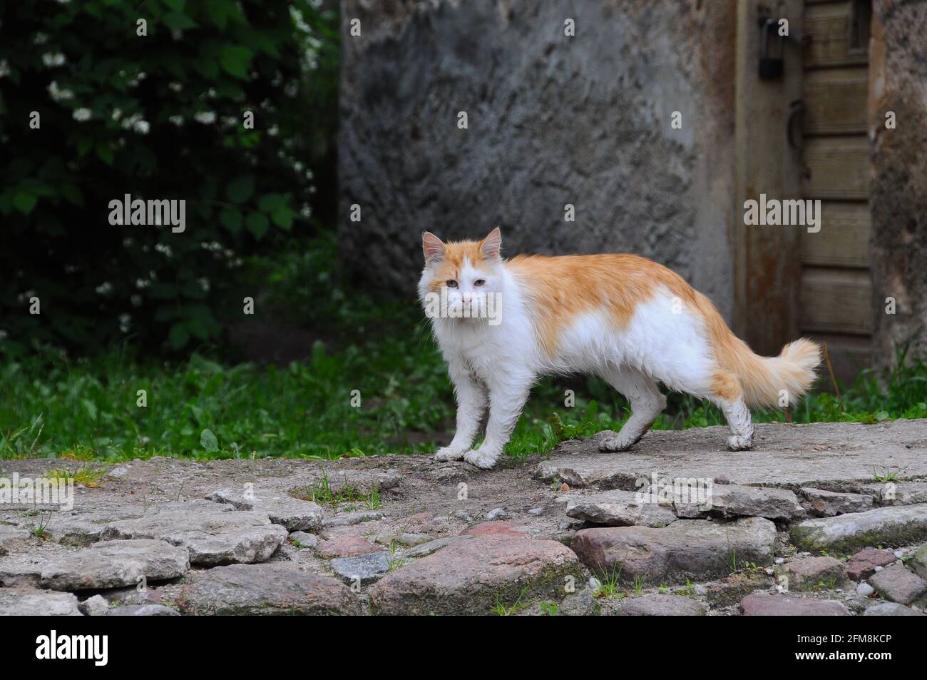 Domestic cat run away hi-res stock photography and images - Alamy