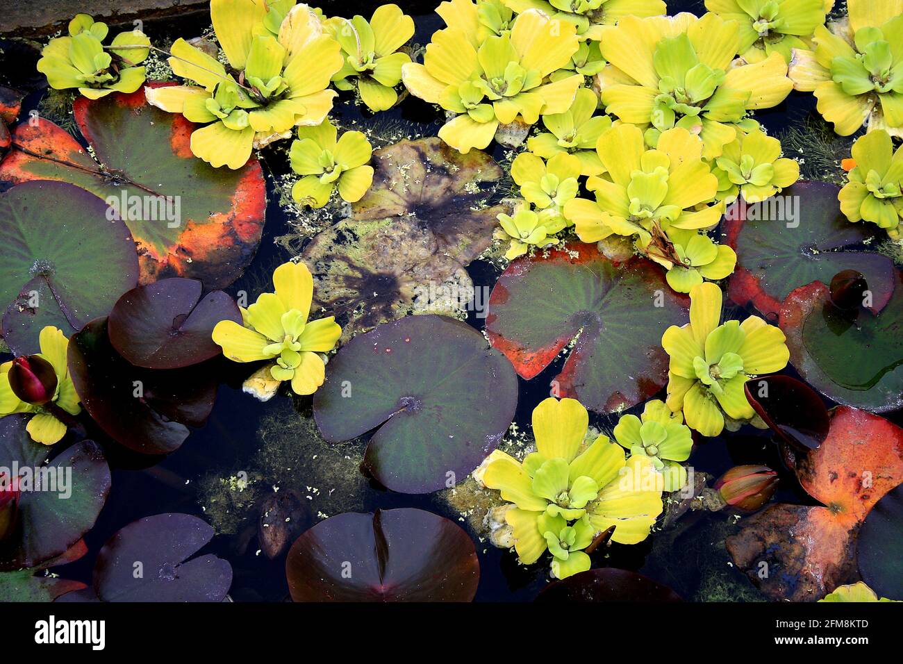 Water lilies, flowers and leaves floating in a small pond Stock Photo ...