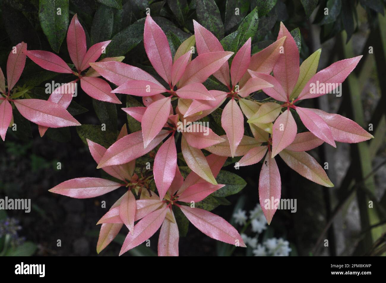 Pink flame tree hi-res stock photography and images - Alamy