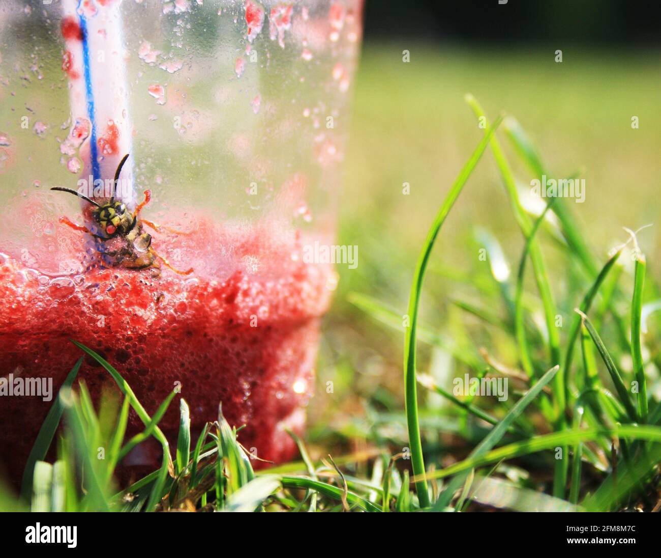 Close-up of a helpless bee stuck in a red berry smoothie in a park on a ...